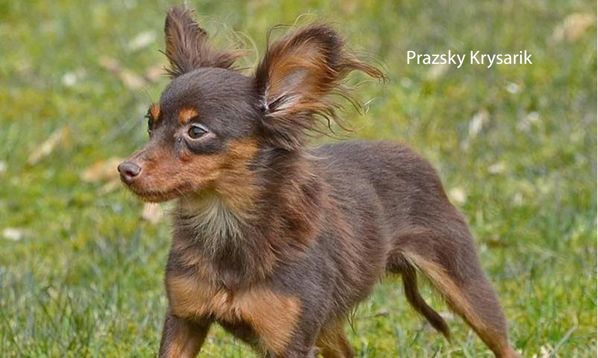 krysarik – sdhk.se